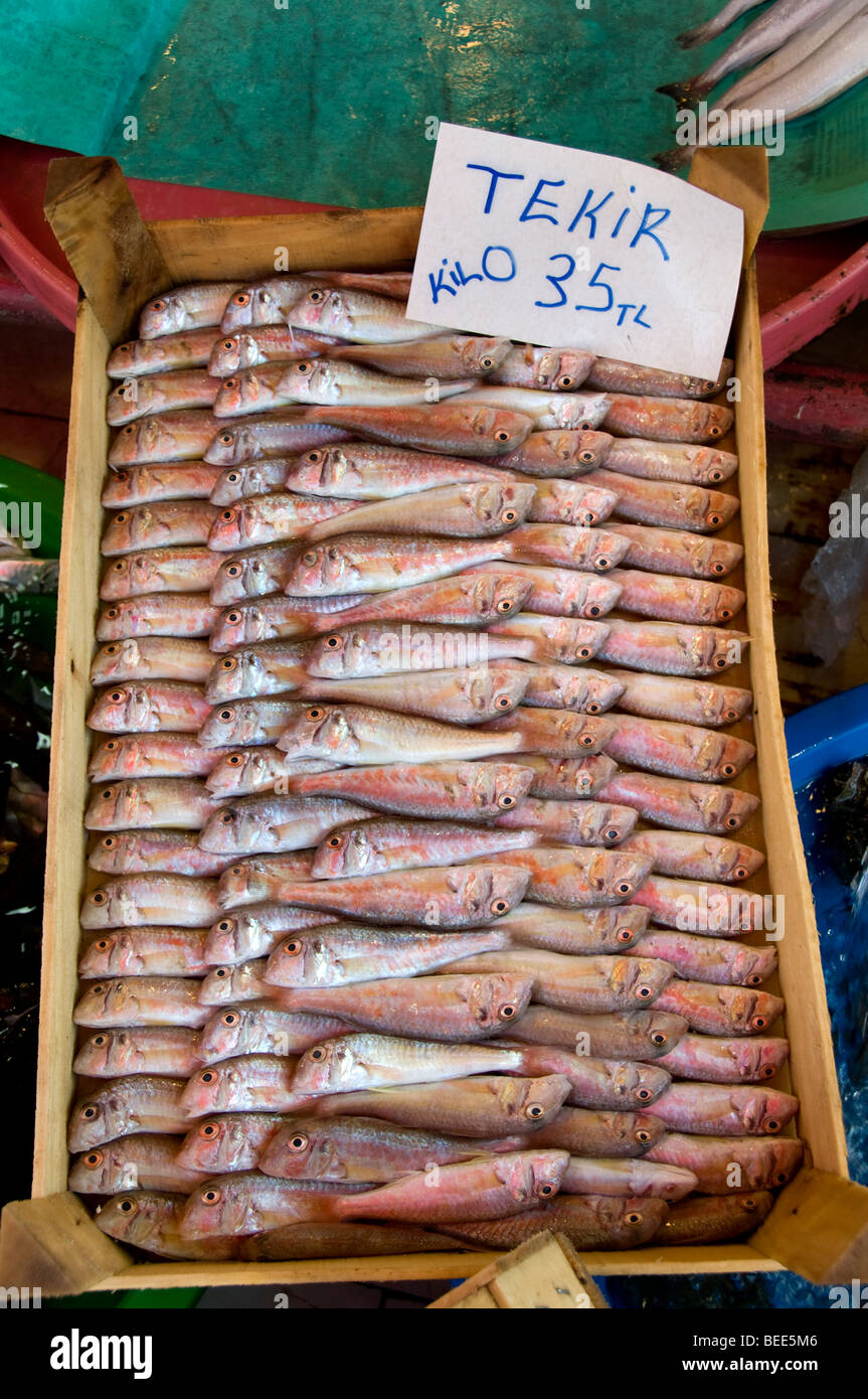 Istanbul Turkey Kumkapi Balik Pazar fish market Stock Photo - Alamy