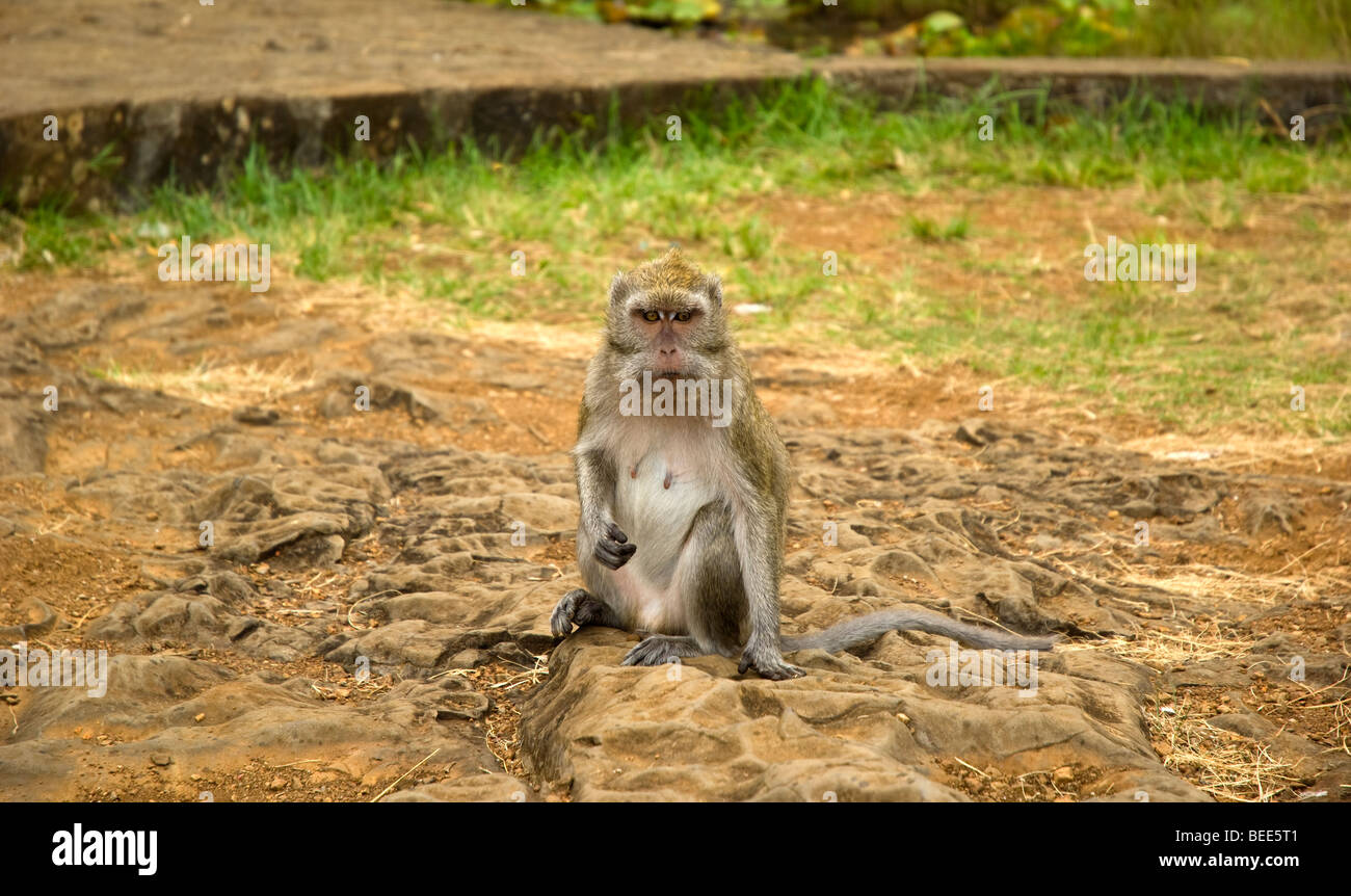Female monkey sat on sandy rocks in Mauritius looking at the camera ...