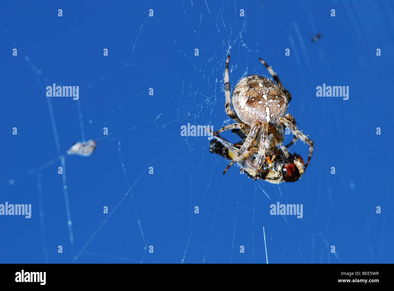 Field spider hi-res stock photography and images - Alamy