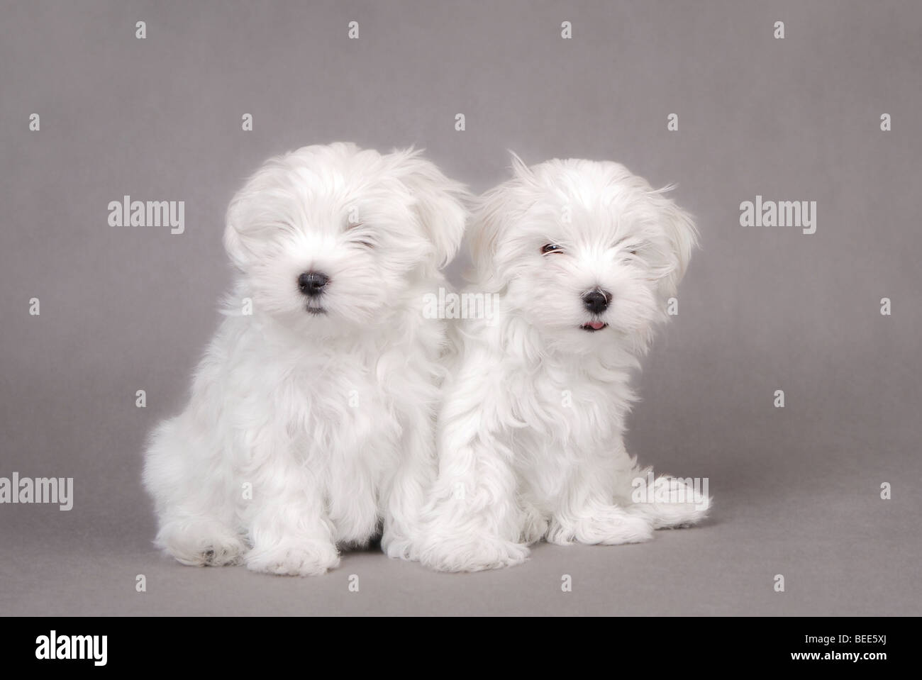Two Maltese dog puppy portrait on the grey background Stock Photo - Alamy