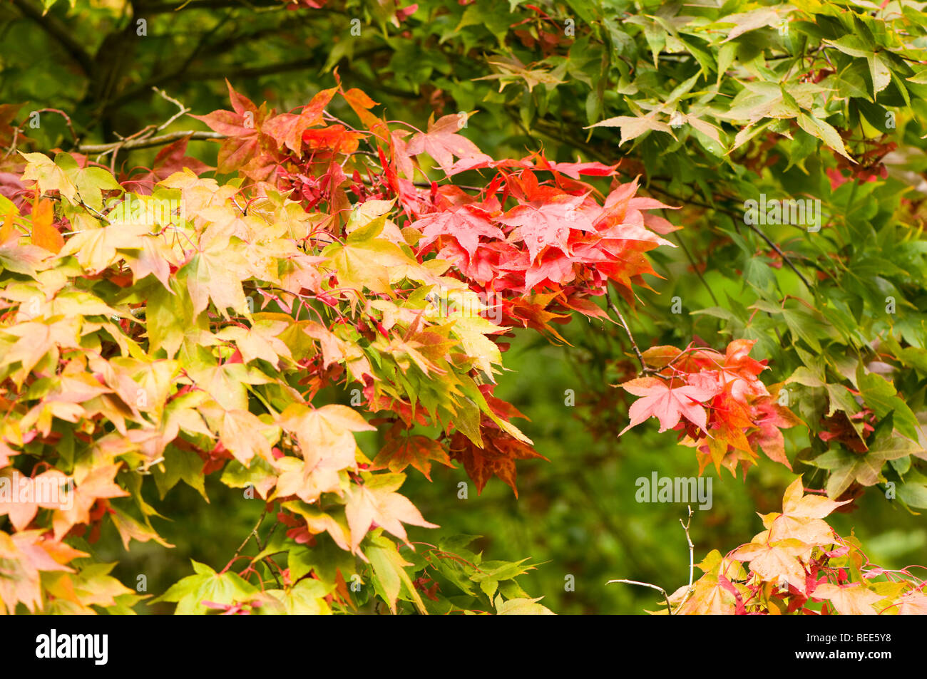 Acer seed pods hi-res stock photography and images - Alamy