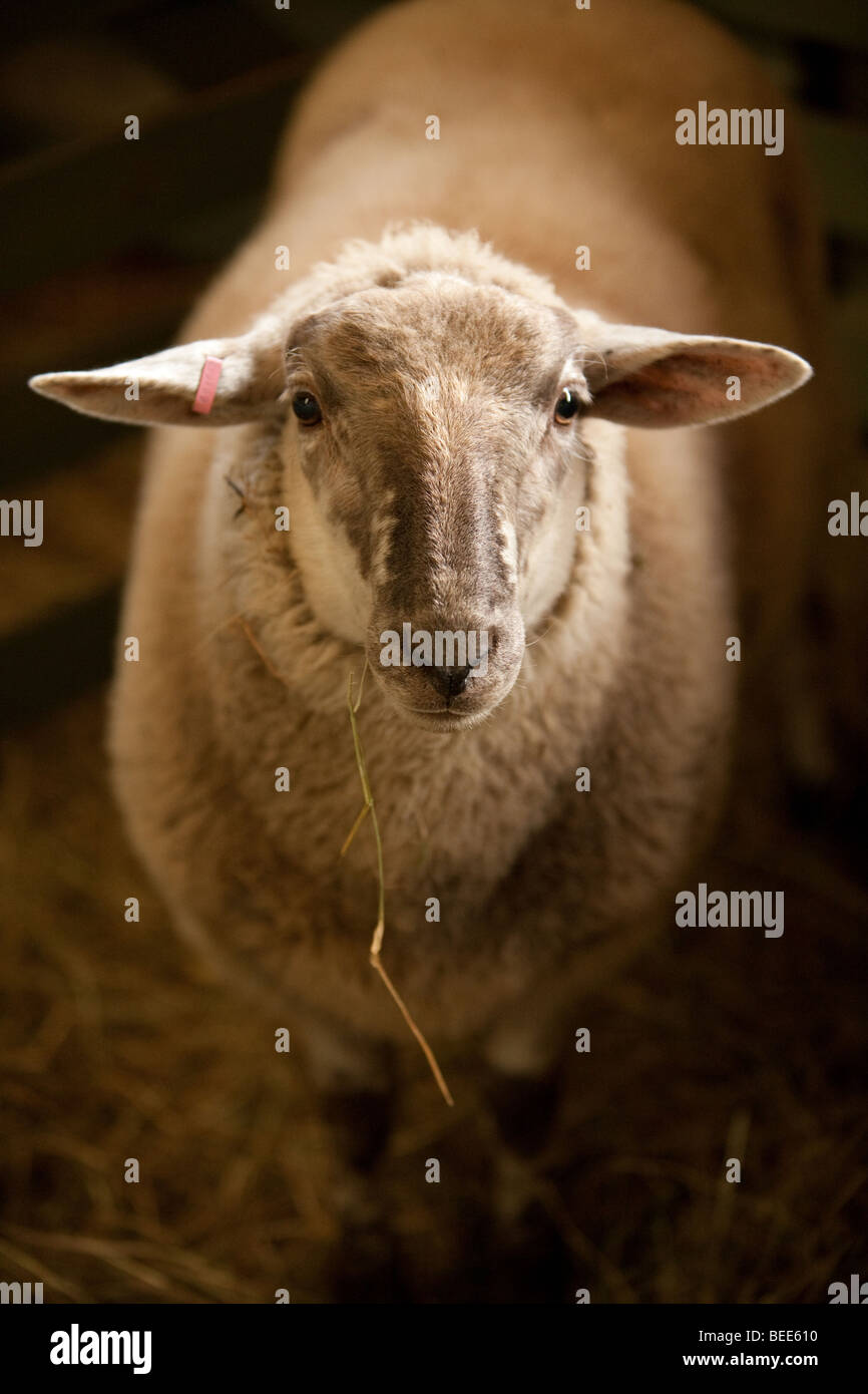 A sheep looking up at the lens in a barn at the saltspring island fall ...