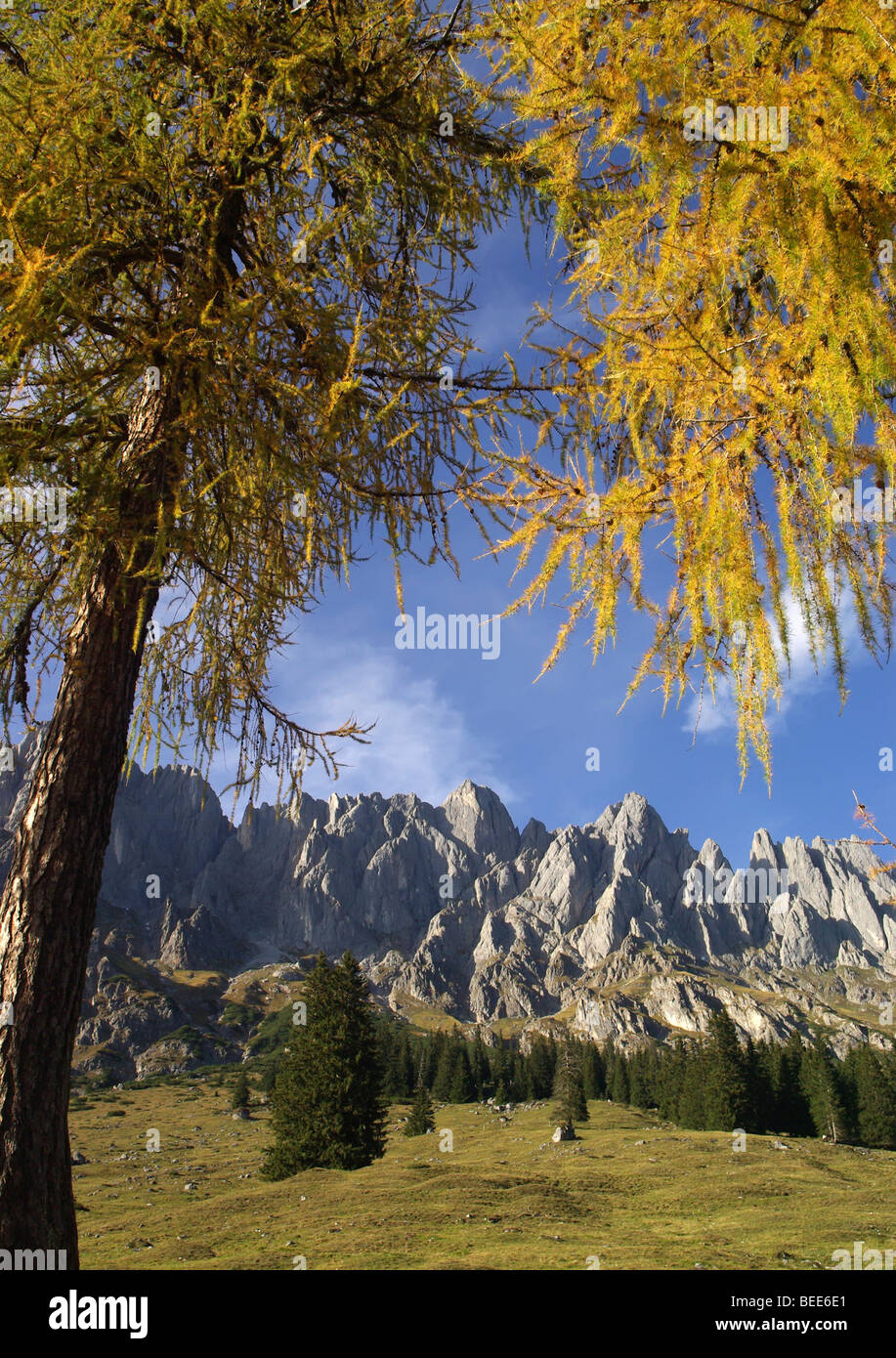 Different kinds of coniferous trees in the Austrian Alps, Larch, Spruce ...