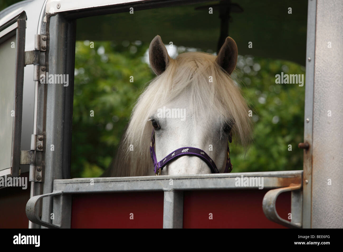 a Connemara Pony in a horse trailer at the Maam Cross Pony Show in July ...