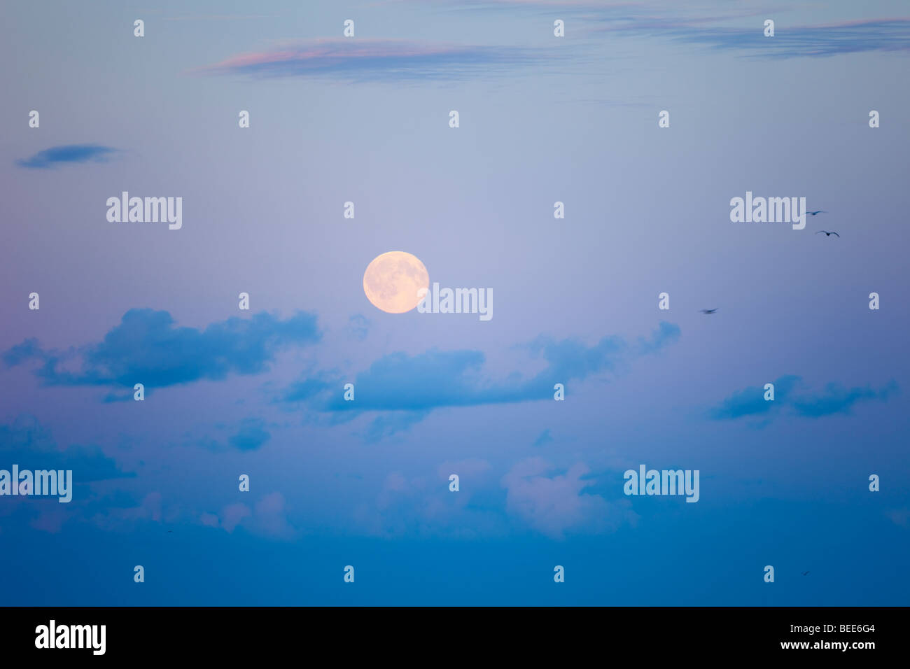 Britain UK. October Full moon in the sky at dusk Stock Photo - Alamy