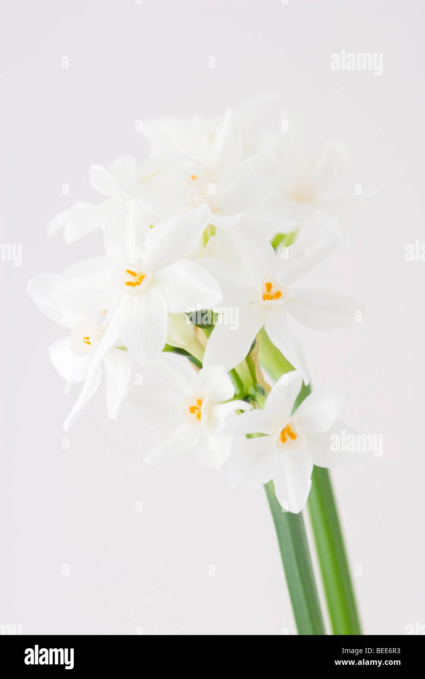 Cut paper flowers Cut Out Stock Images & Pictures - Alamy