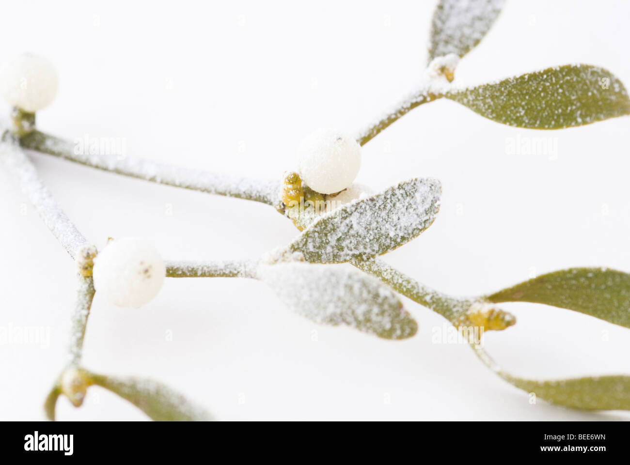 Viscum album seed hi-res stock photography and images - Alamy