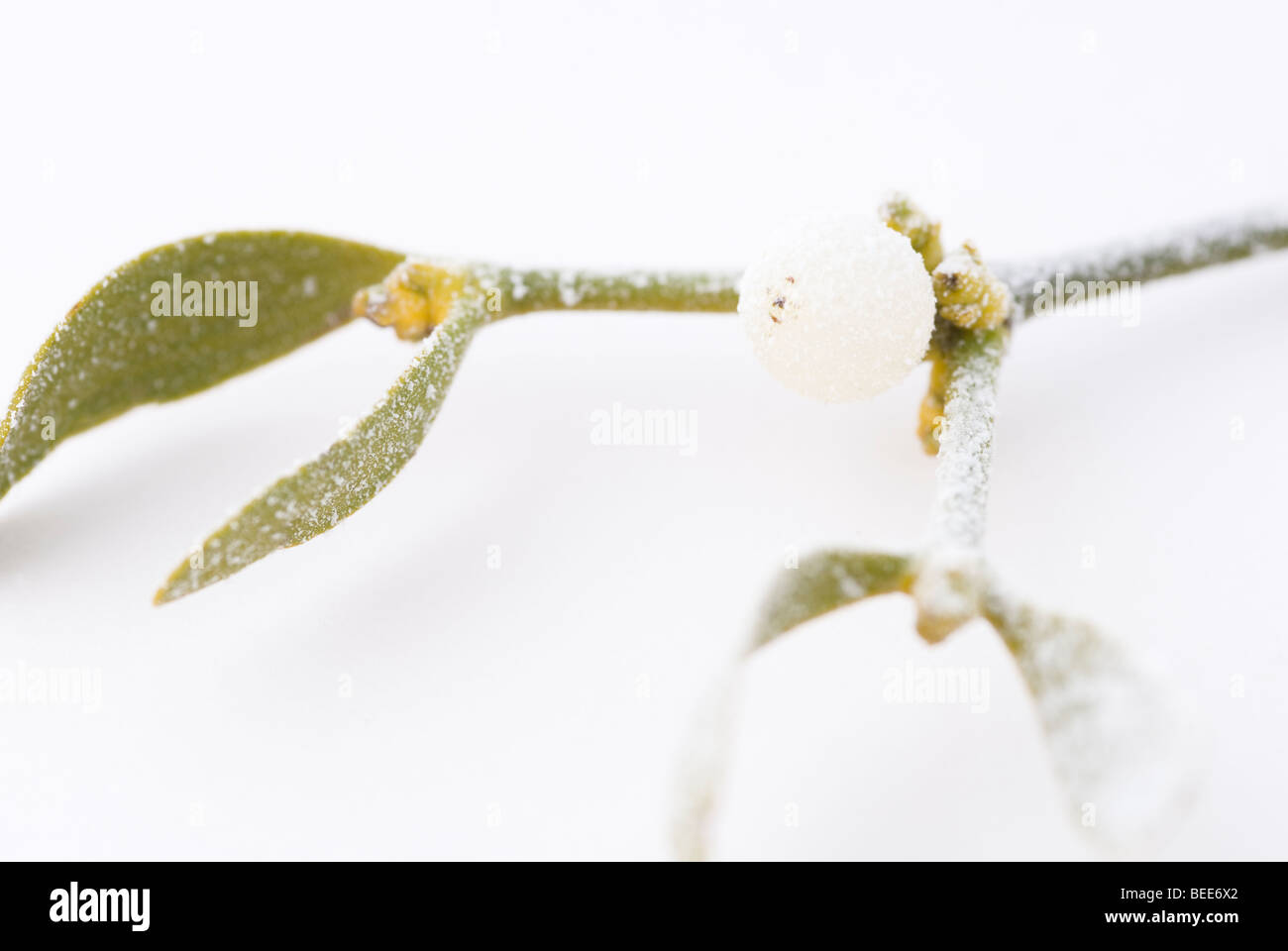 Viscum album European Mistletoe Stock Photo - Alamy