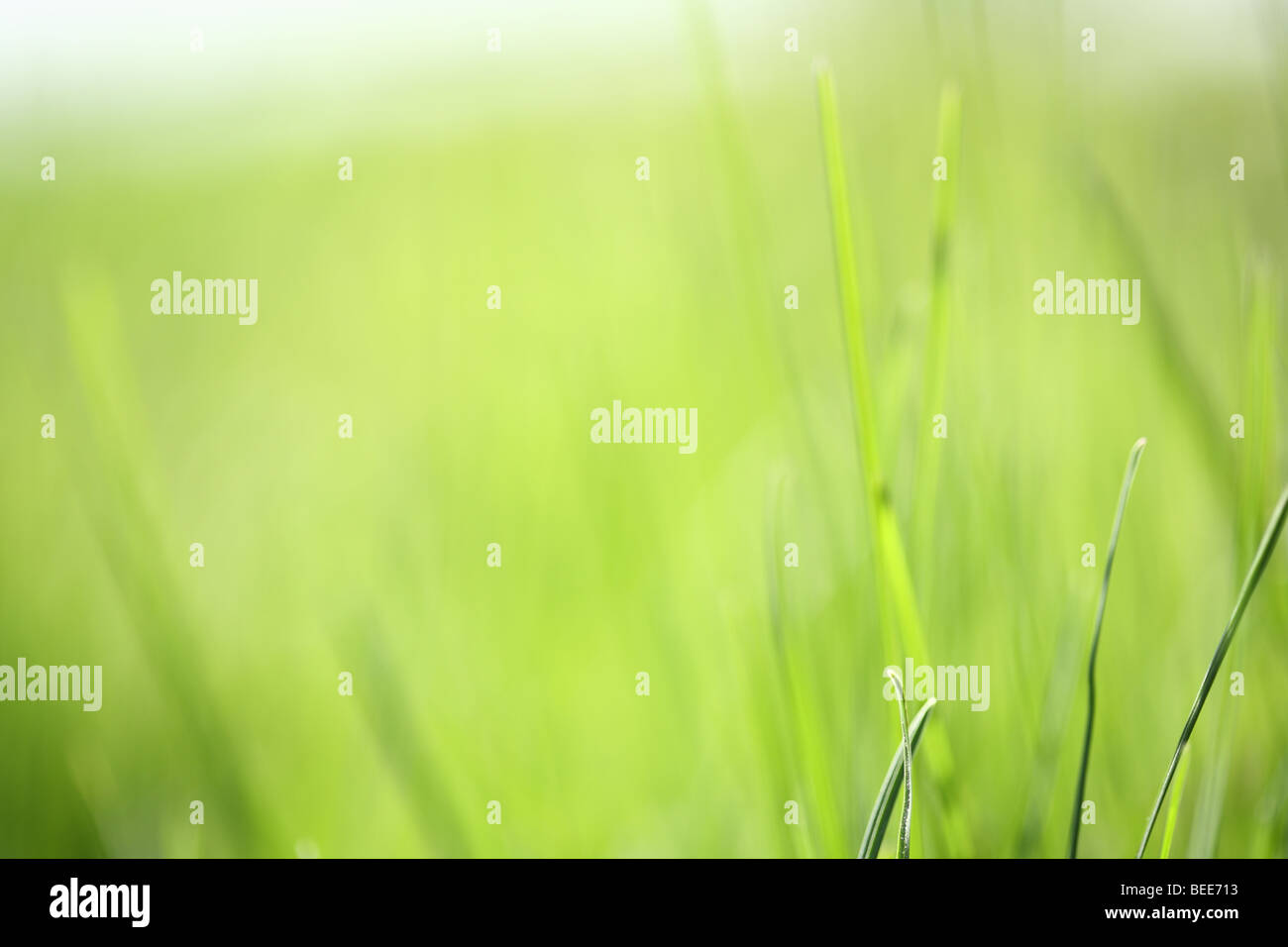 light green grass background Stock Photo - Alamy