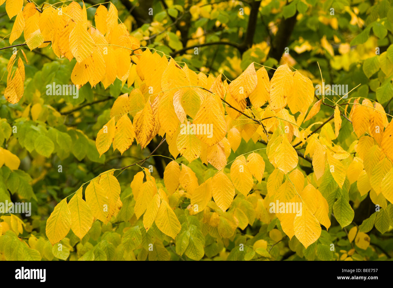 Yellowwood tree hi-res stock photography and images - Alamy