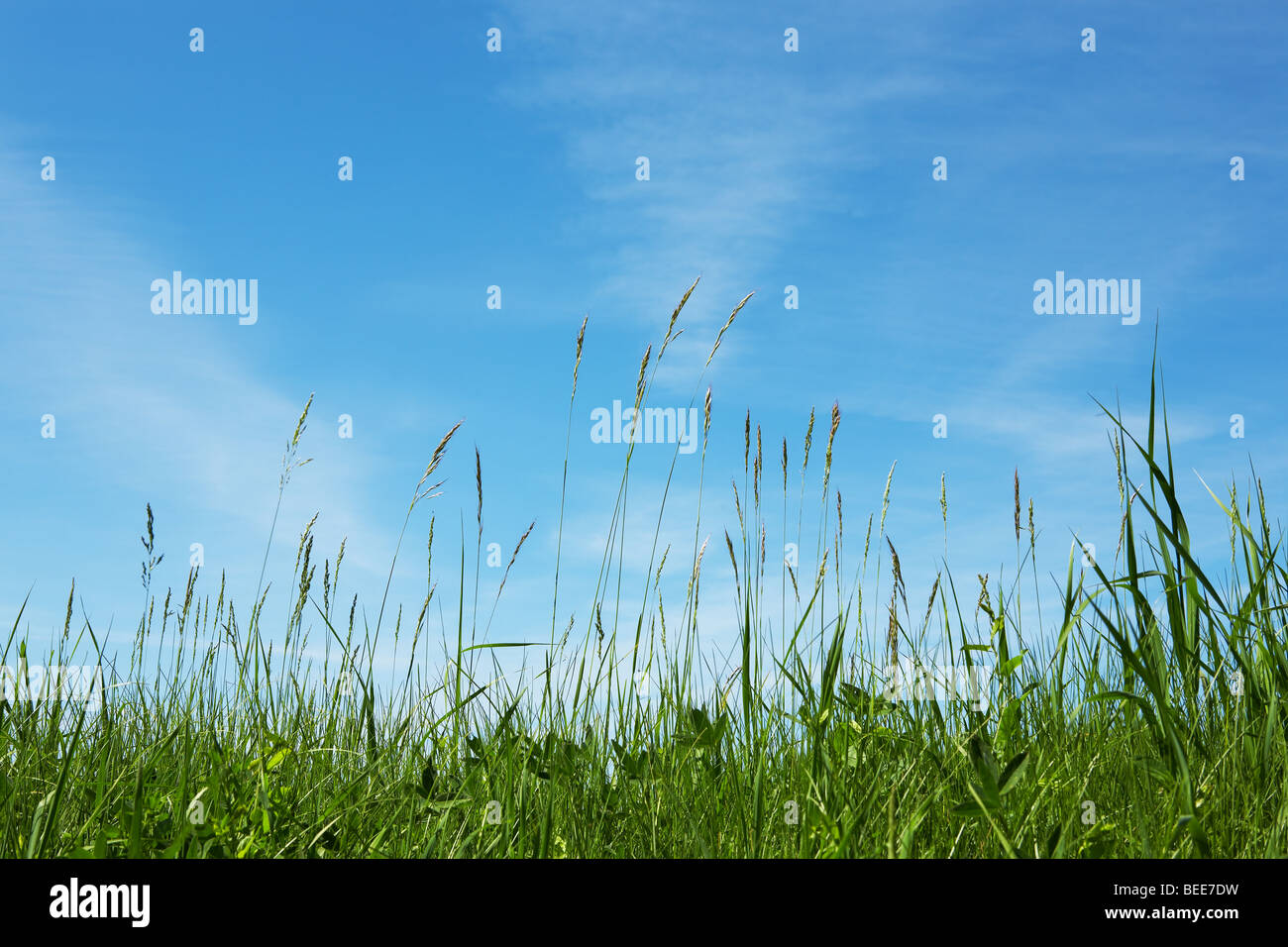 Green grass and blue sky background Stock Photo - Alamy