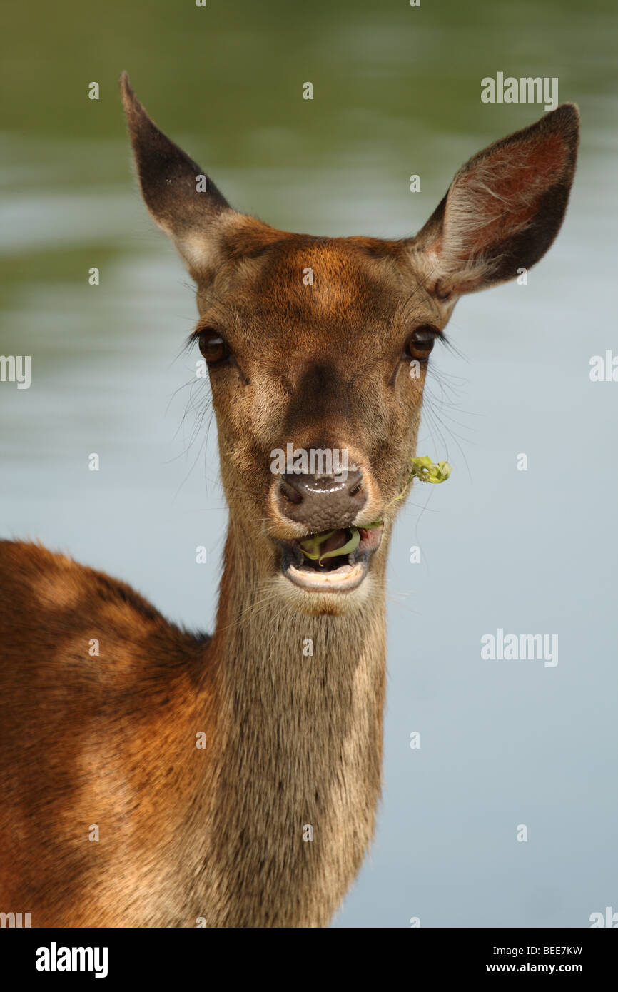 Deer wildlife mammal female hind mouth hi-res stock photography and ...