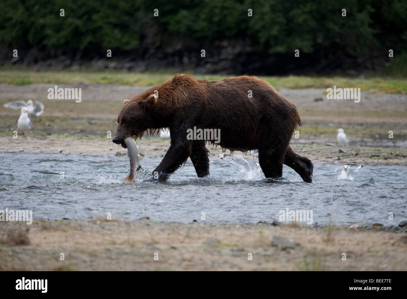 Grizzly bear walking with salmon in mouth in Geographic Bay Katmai ...