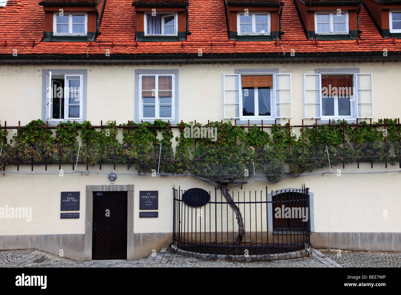 Vine house hi-res stock photography and images - Alamy
