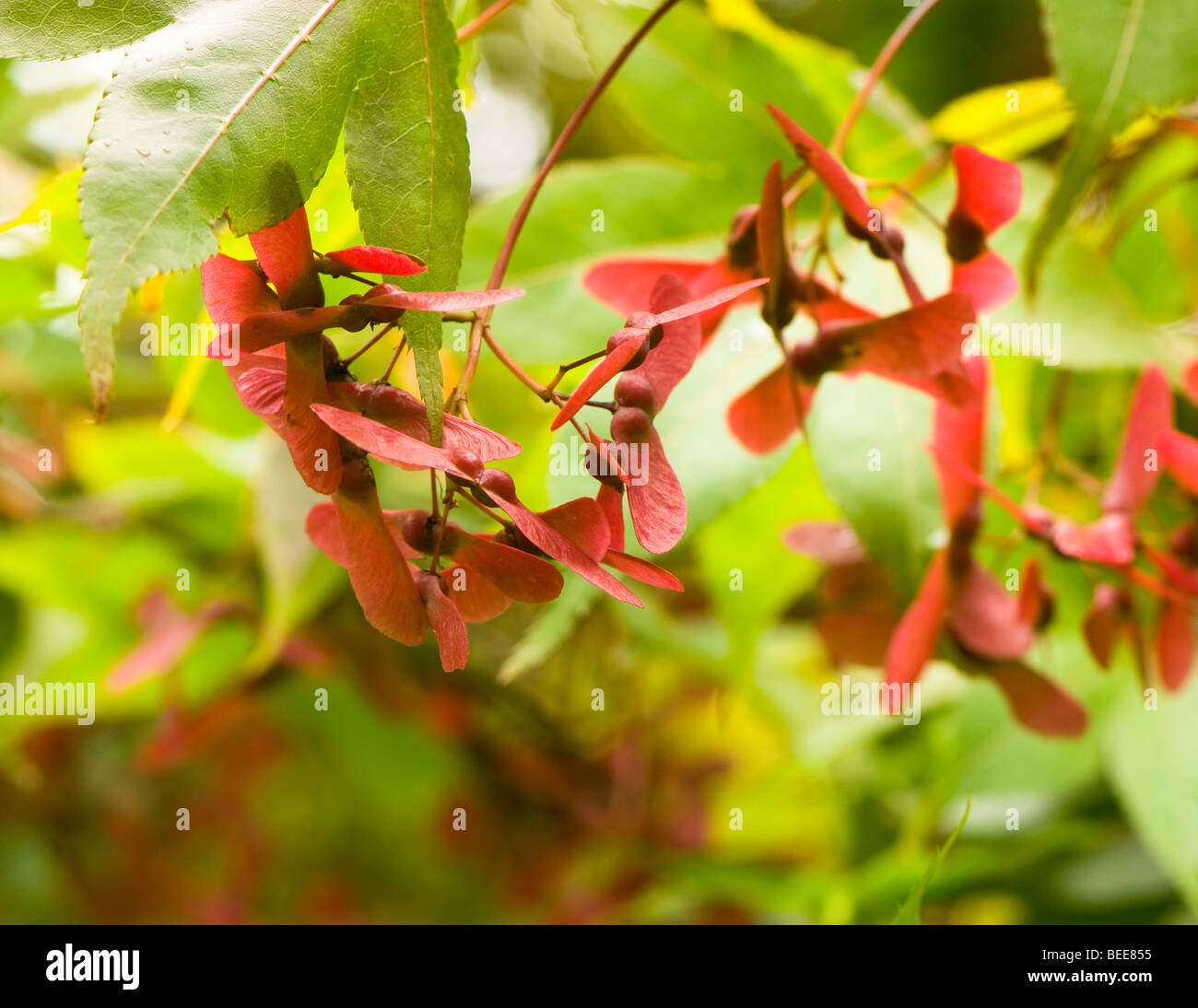 Acer palmatum Osakazuki Stock Photo - Alamy