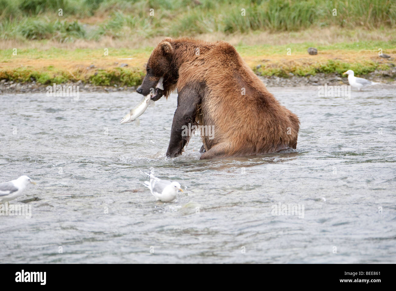 Grizzly bear with salmon in mouth in Geographic Bay Katmai National ...
