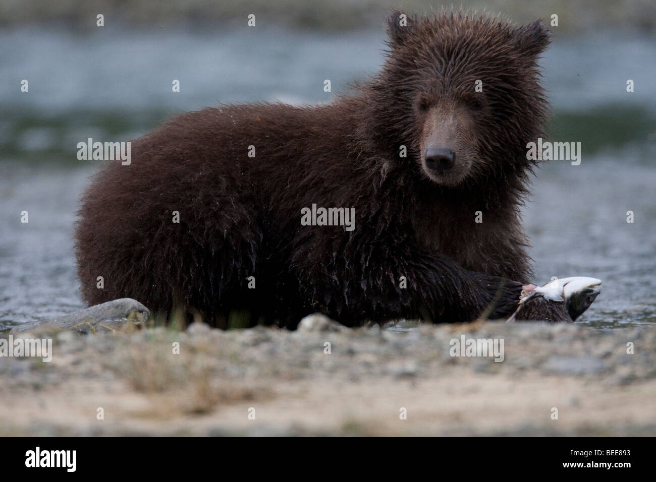 Grizzly cub resting with fish head in Geographic Bay Katmai National ...