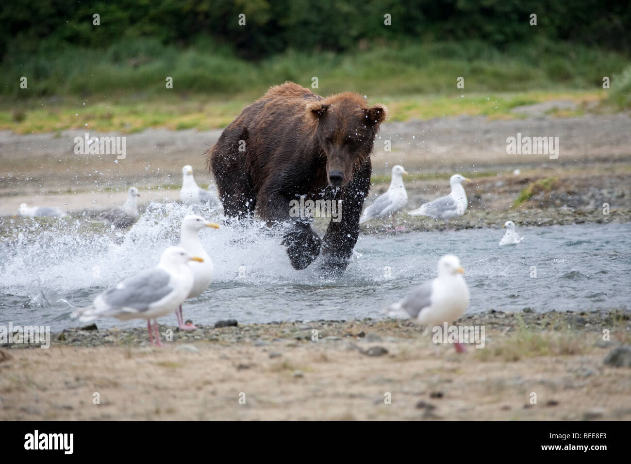 Grizzly bear fishing in Geographic Bay Katmai National Park Alaska ...