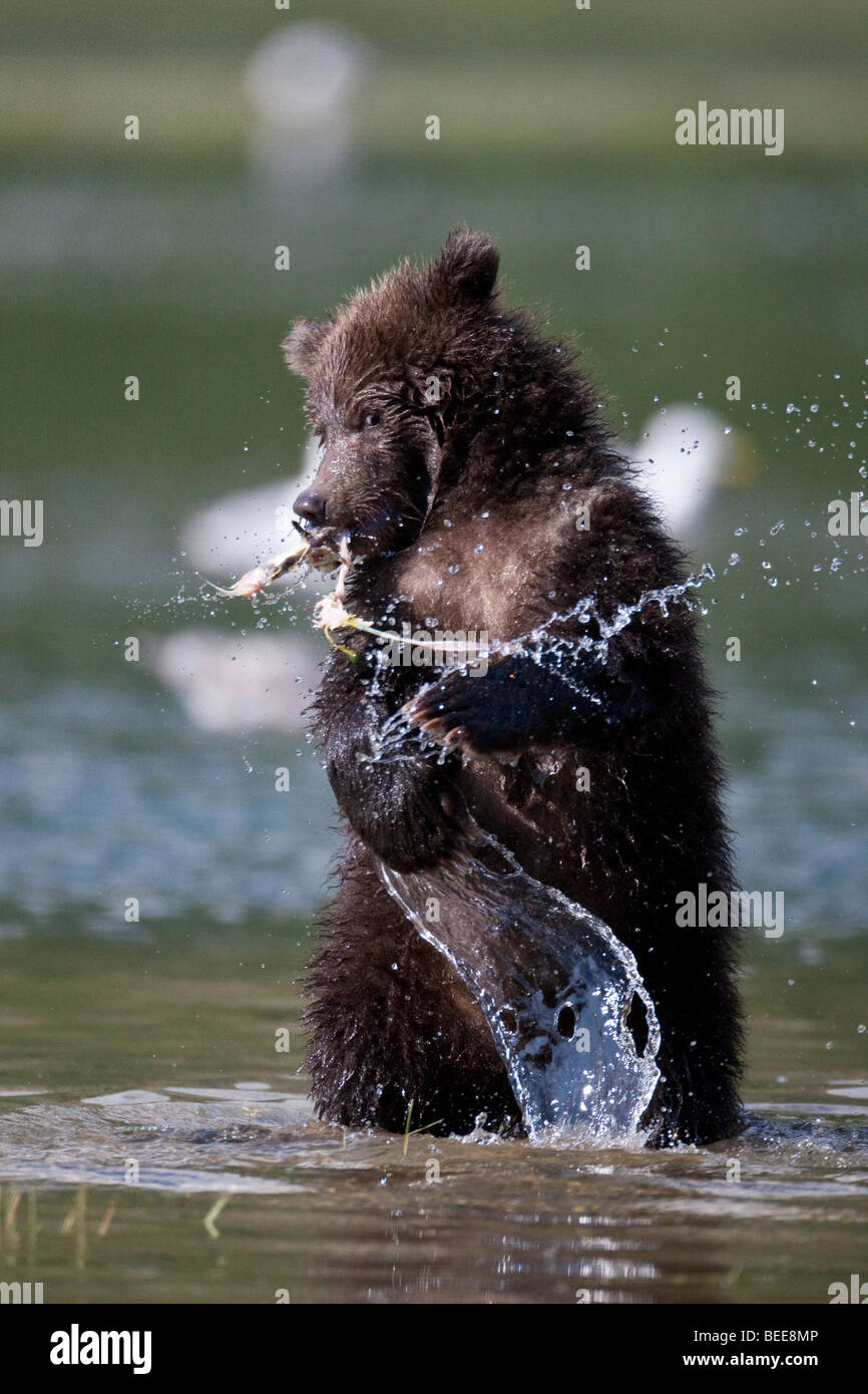 Grizzly cub playing with fish head in Geographic Bay Katmai National ...