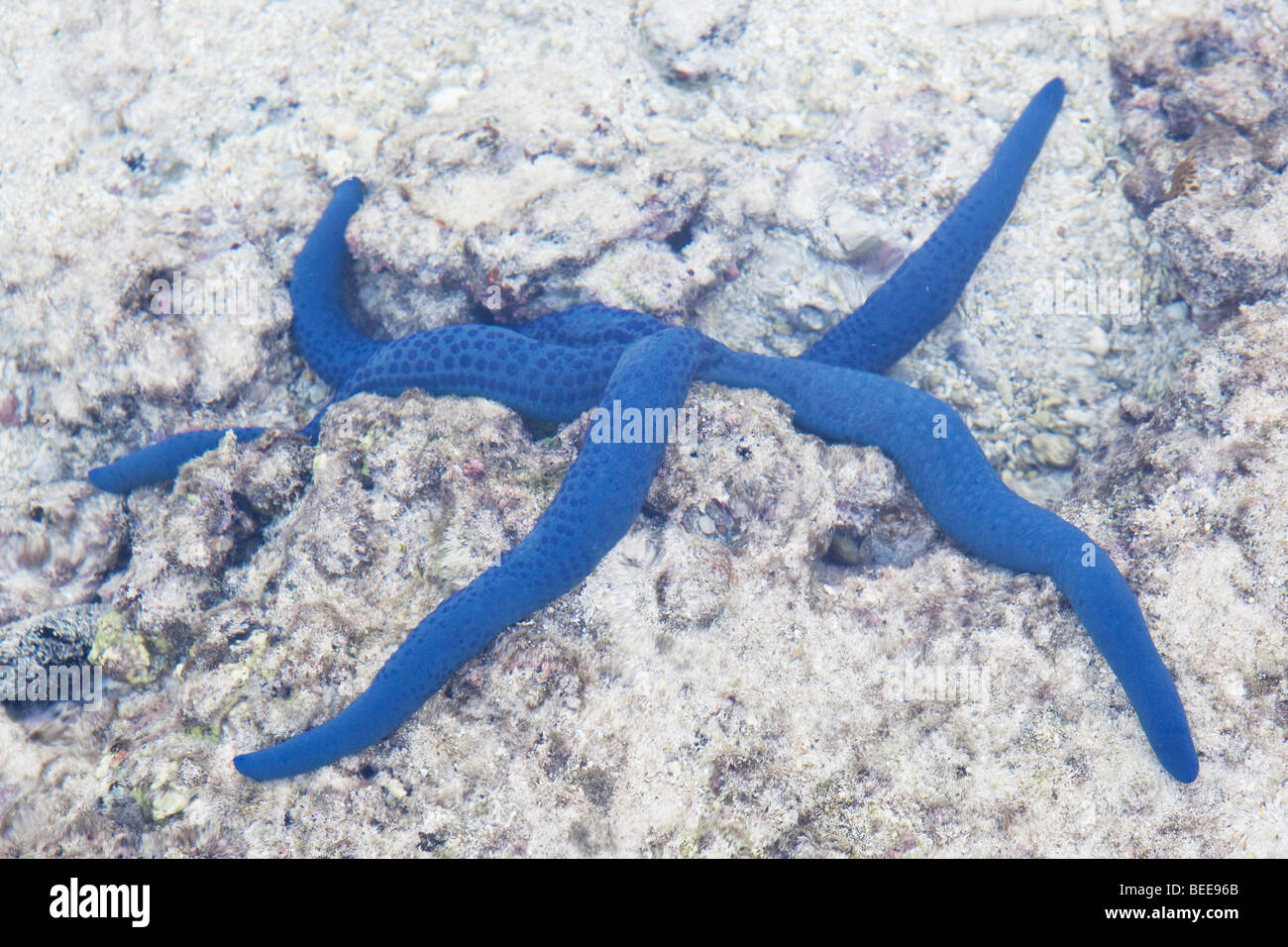 A purple starfish in shallow water on a beach on Rarotonga in The Cook ...