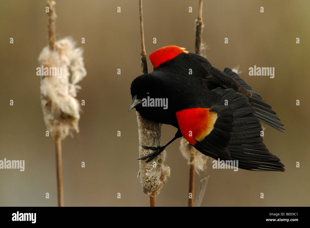 Red-winged blackbird (Agelaius phoeniceus), mating display Stock Photo ...