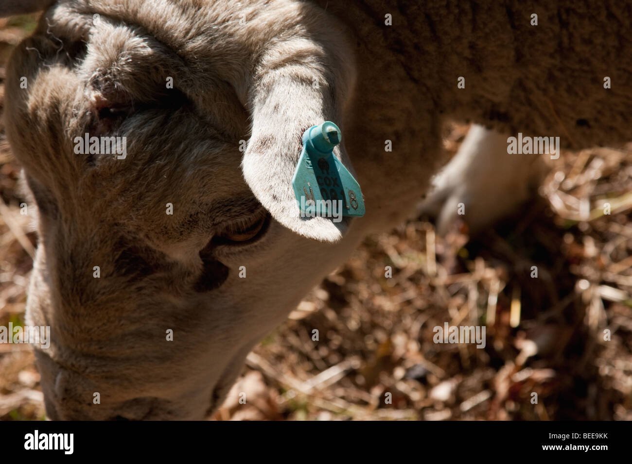 Livestock purposes hi-res stock photography and images - Alamy