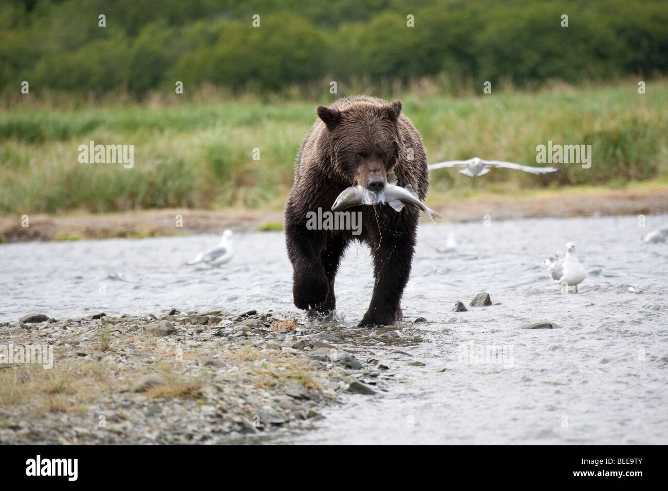 Grizzly bear walking with salmon in mouth in Geographic Bay Katmai ...