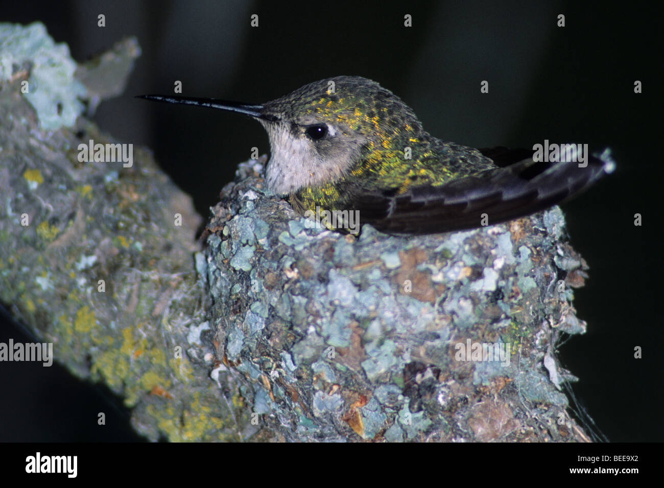 Calliope hummingbird (Stellula calliope) incubating nest Stock Photo ...
