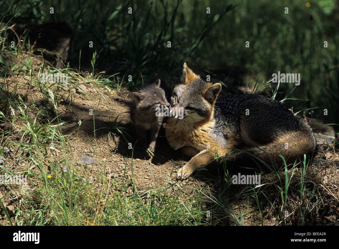 Gray fox (Urocyon cinereoargenteus) parent and kit Stock Photo - Alamy