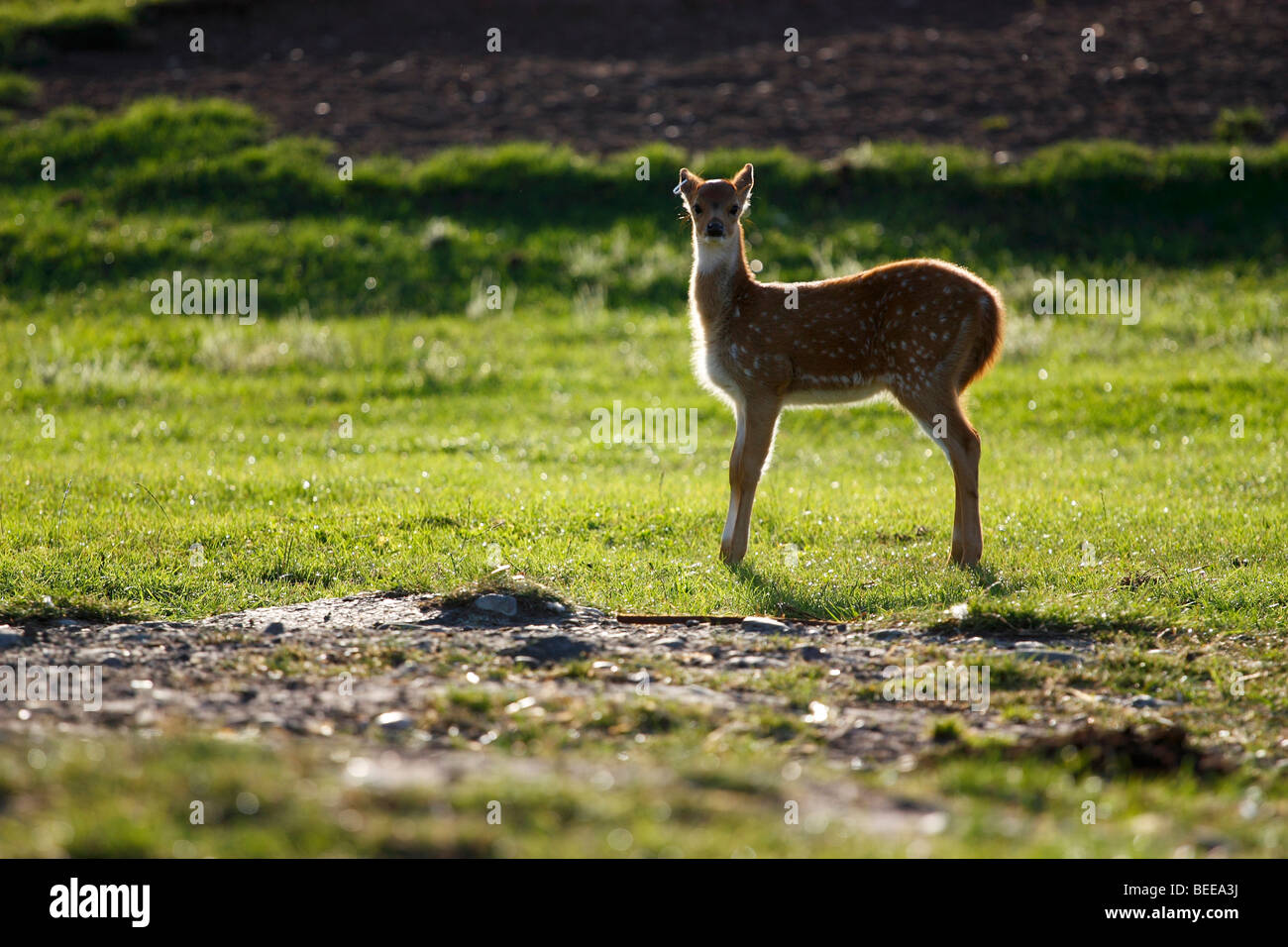 Baby deer back hi-res stock photography and images - Alamy