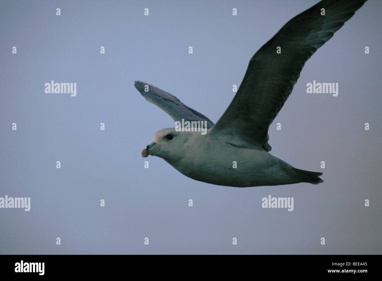 Fulmer hi-res stock photography and images - Alamy