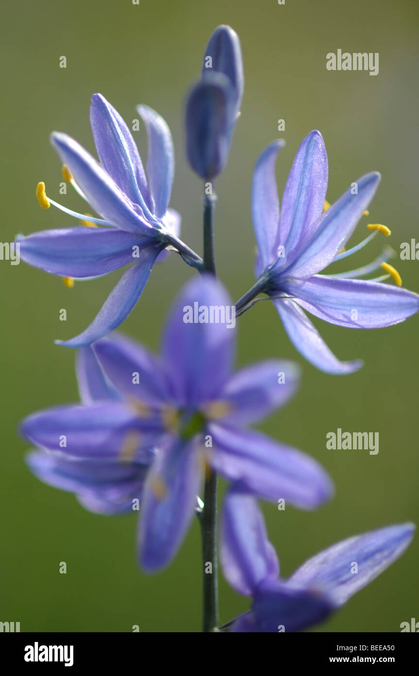 Camas plant hi-res stock photography and images - Alamy