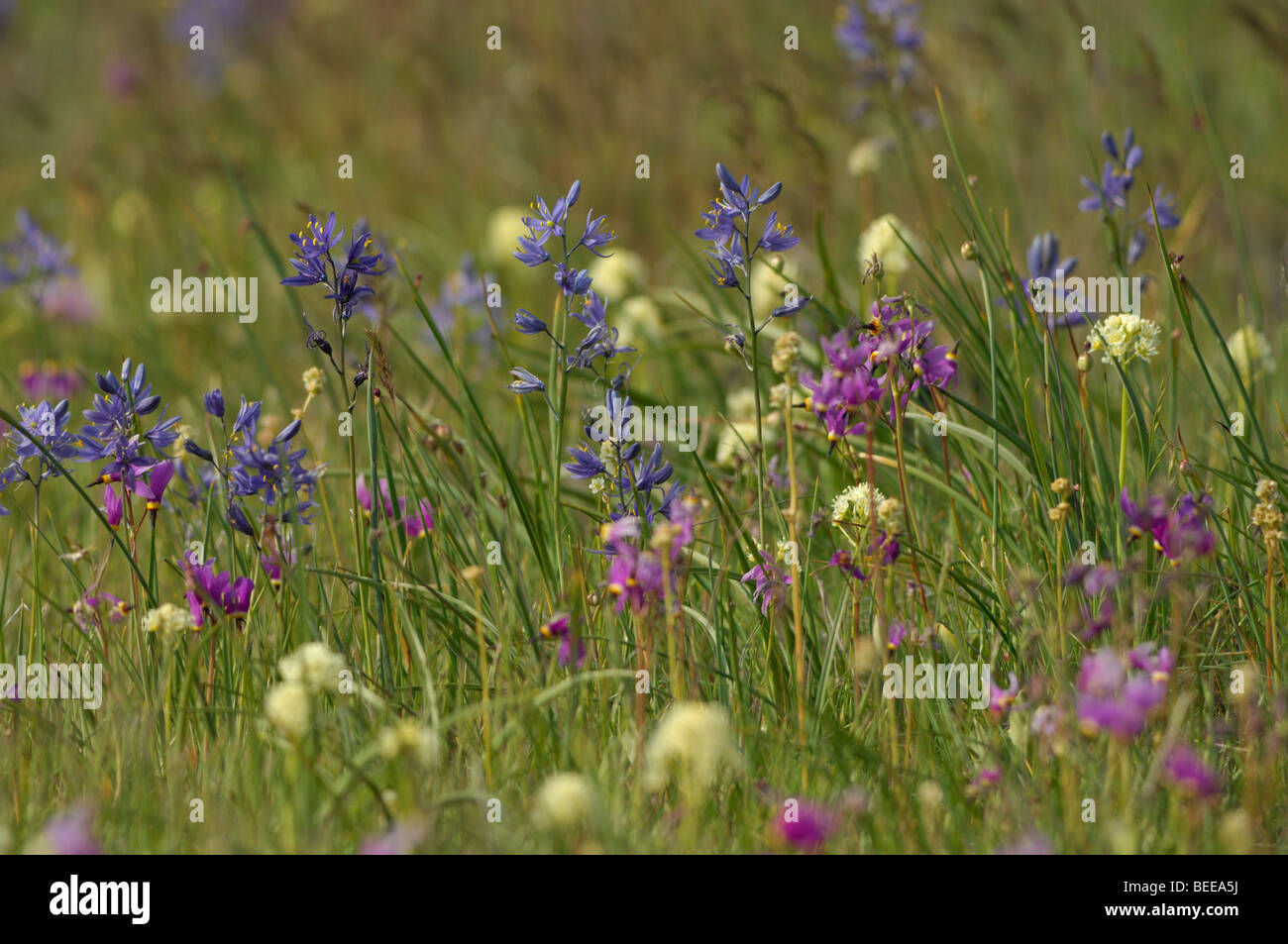Spring wildflowers, mostly camas and shooting star Stock Photo - Alamy