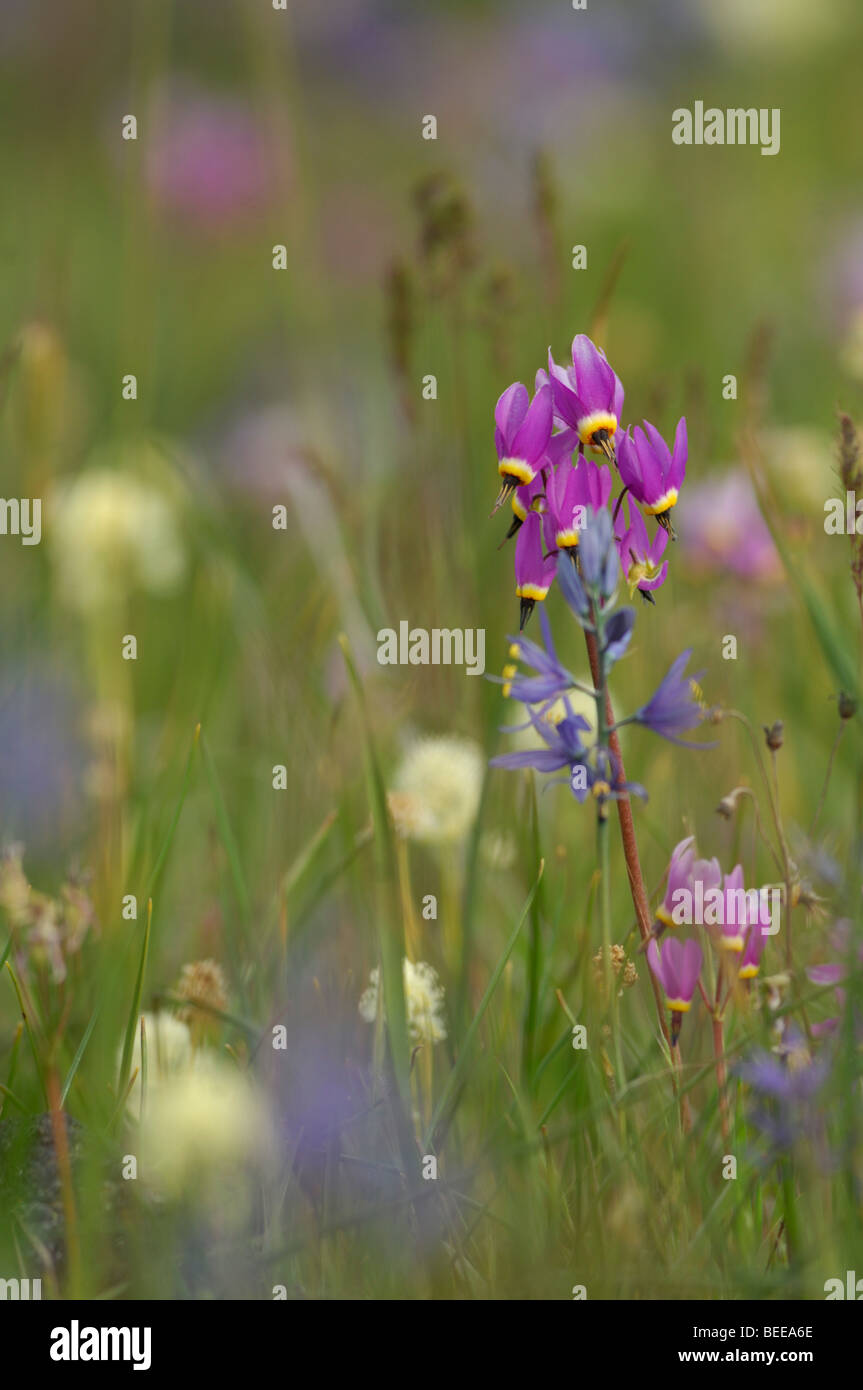 Star camas hi-res stock photography and images - Alamy