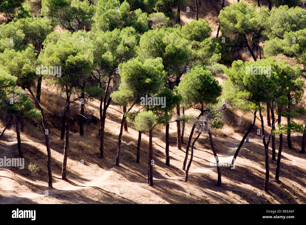 Cypress tree woodland, Spain, high angle view Stock Photo - Alamy