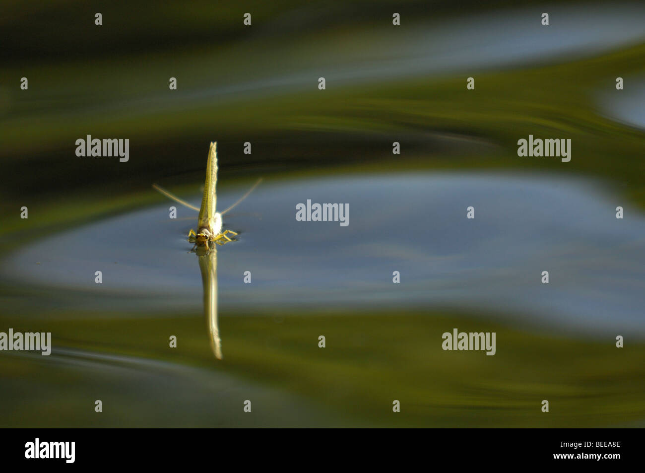 Adult mayfly on water Stock Photo - Alamy