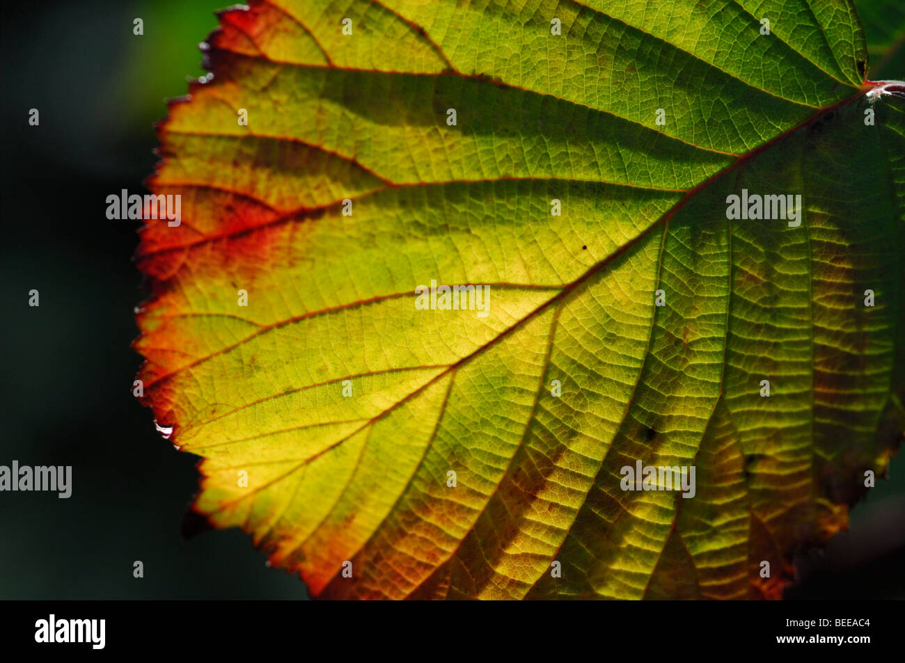Deciduous fall leaf, blackberry leaf Stock Photo - Alamy