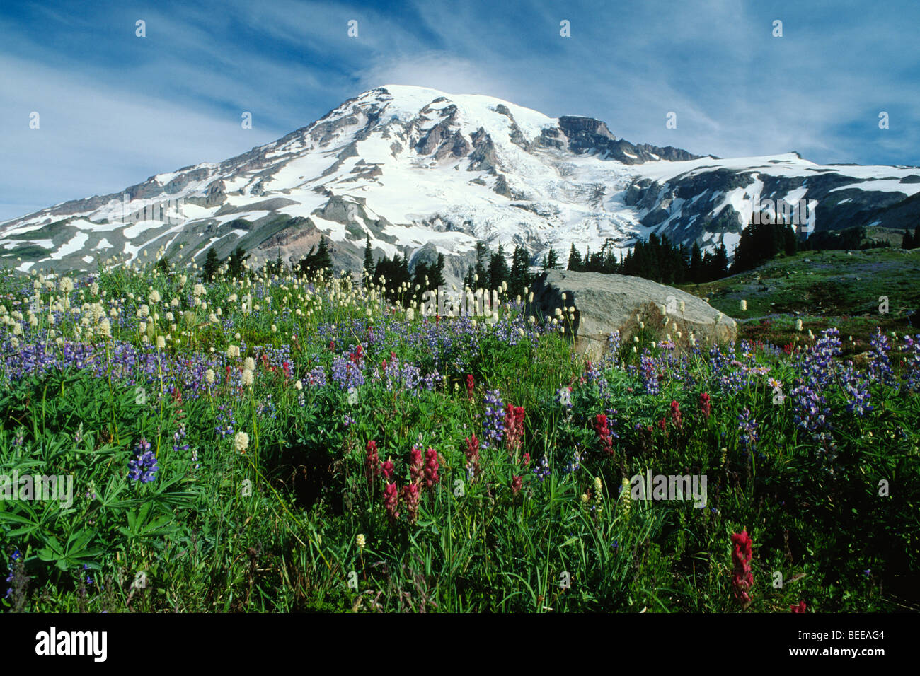 Mount rainier spring flowers washington hi-res stock photography and ...