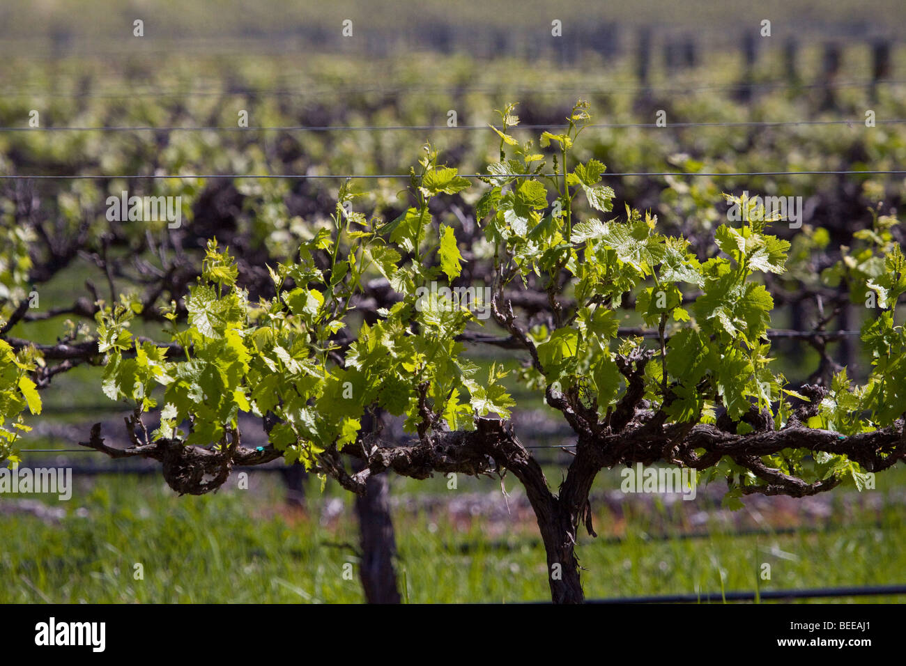 Vines growing on post and wire systems Stock Photo - Alamy