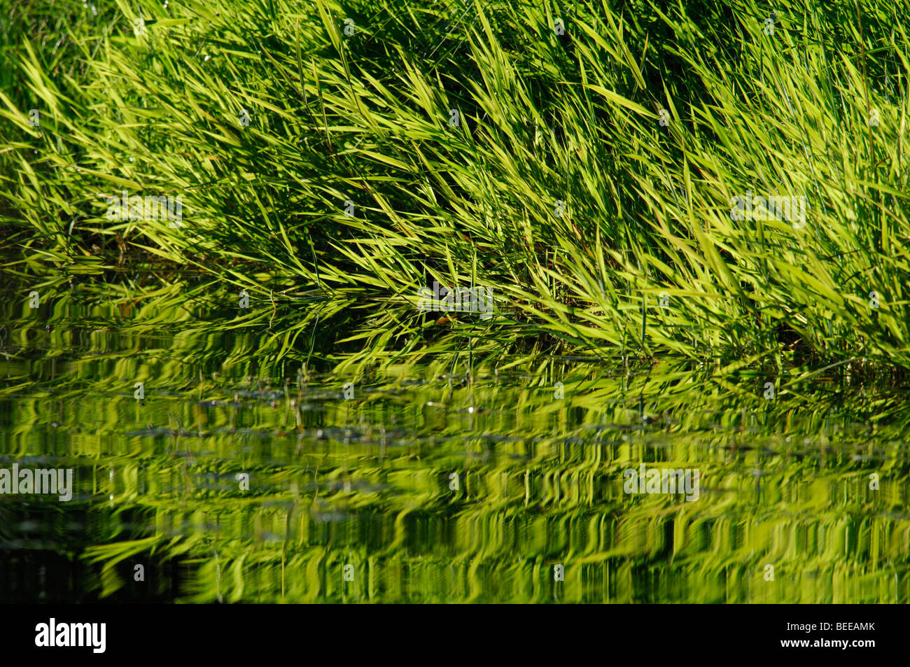 Stream bank plant hi-res stock photography and images - Alamy