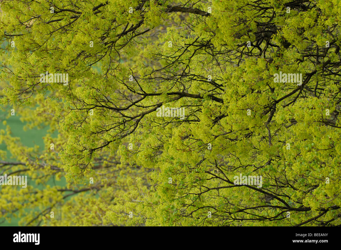 Spring leaves and flowers, maple tree Stock Photo - Alamy