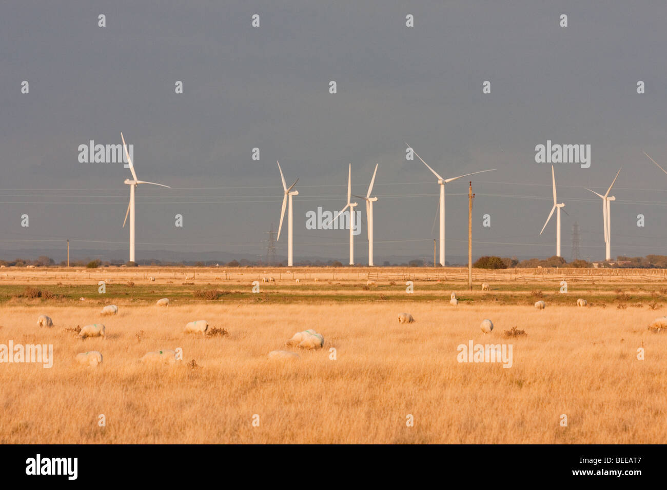 Wind autumn uk sheep hi-res stock photography and images - Alamy