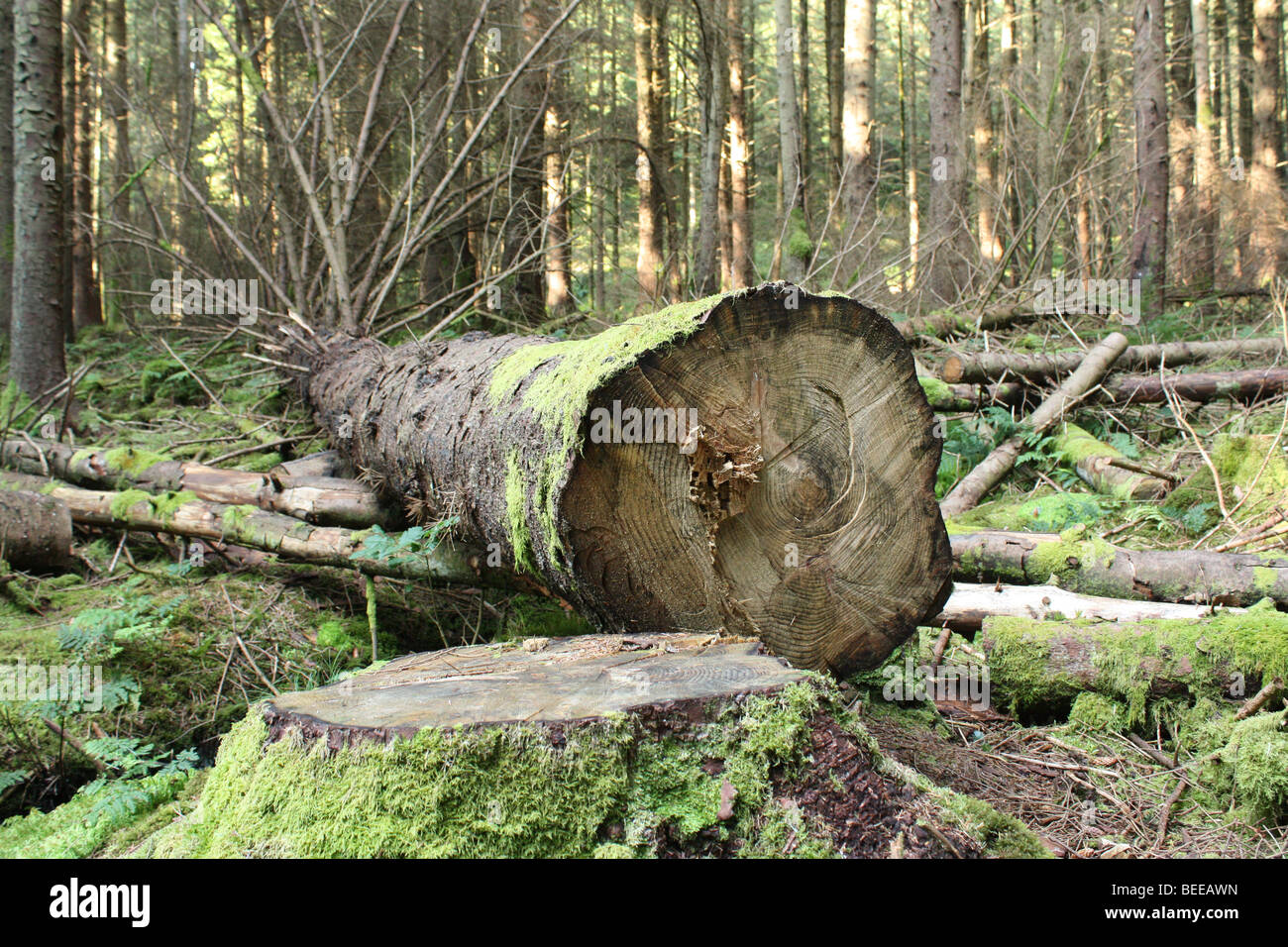 A tree cut down in a forest Stock Photo - Alamy