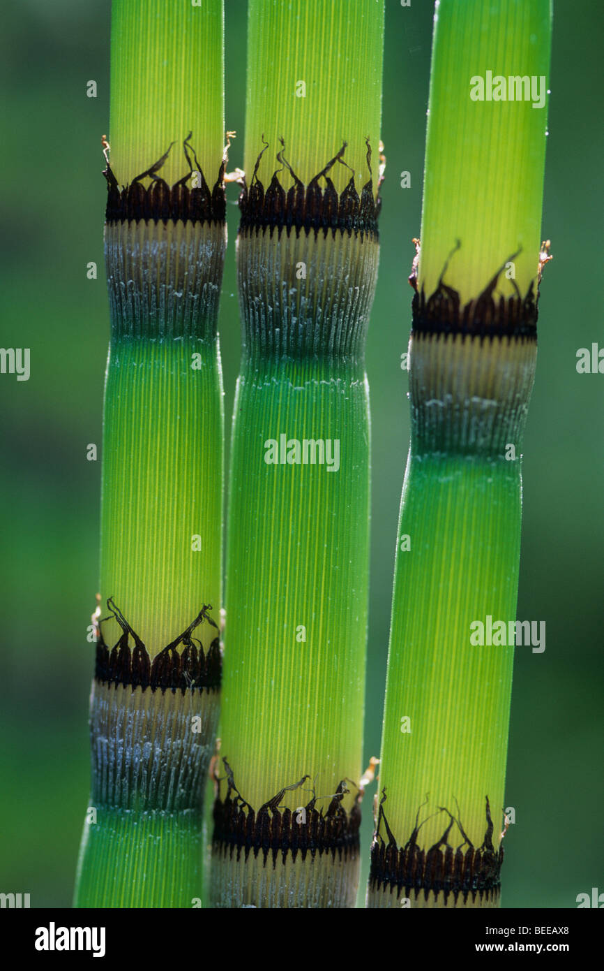 Green scouring rush hi-res stock photography and images - Alamy