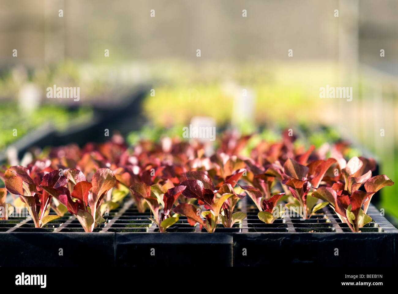 Cabbage seed hi-res stock photography and images - Alamy