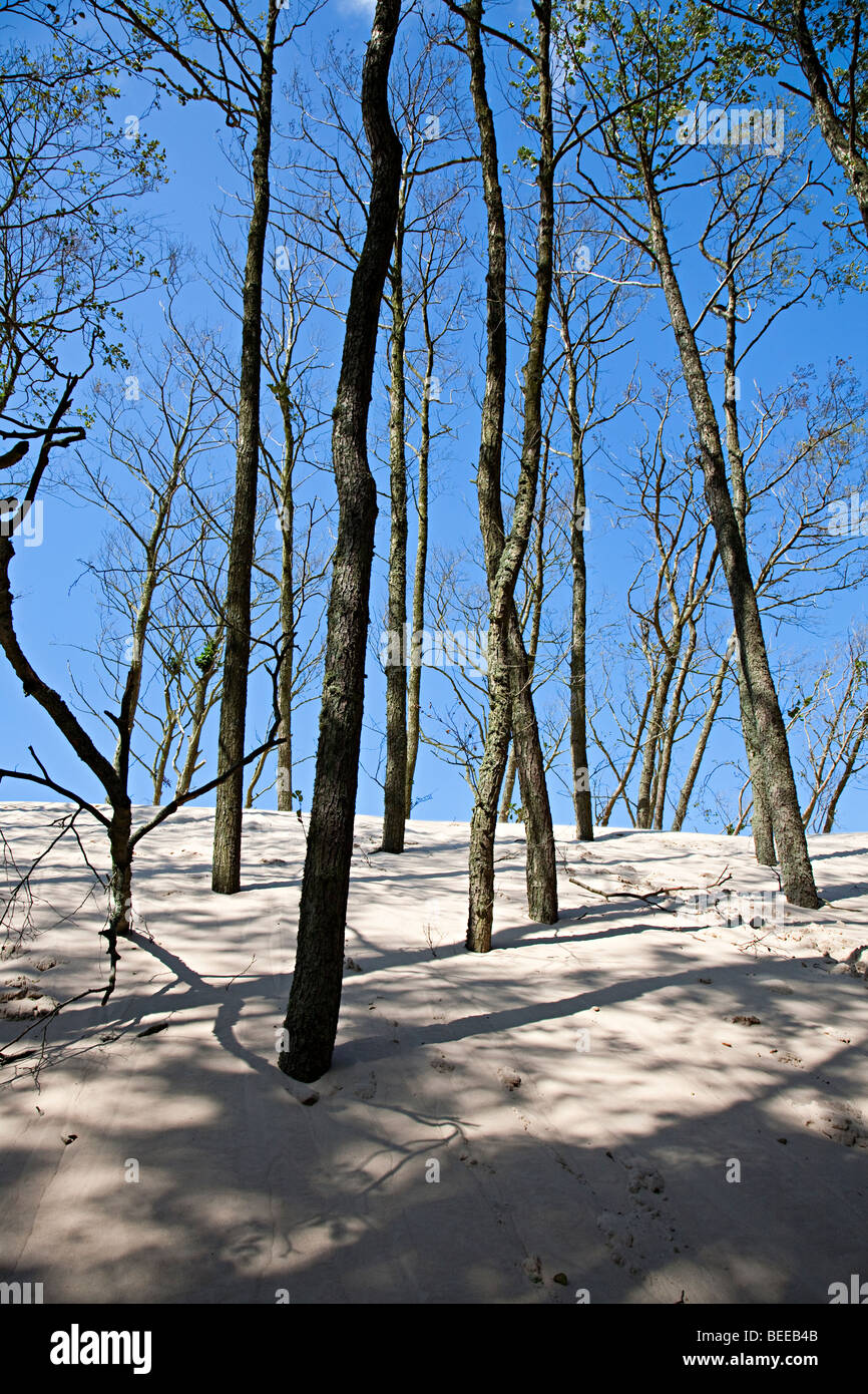 Forest slowinski national park hi-res stock photography and images - Alamy
