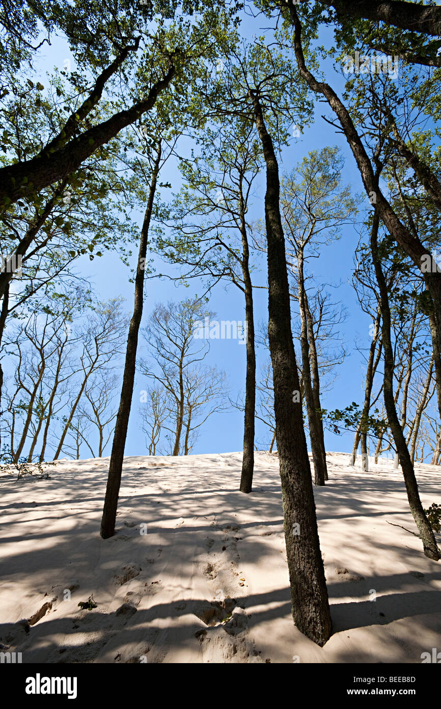 Dunes national forest hi-res stock photography and images - Alamy