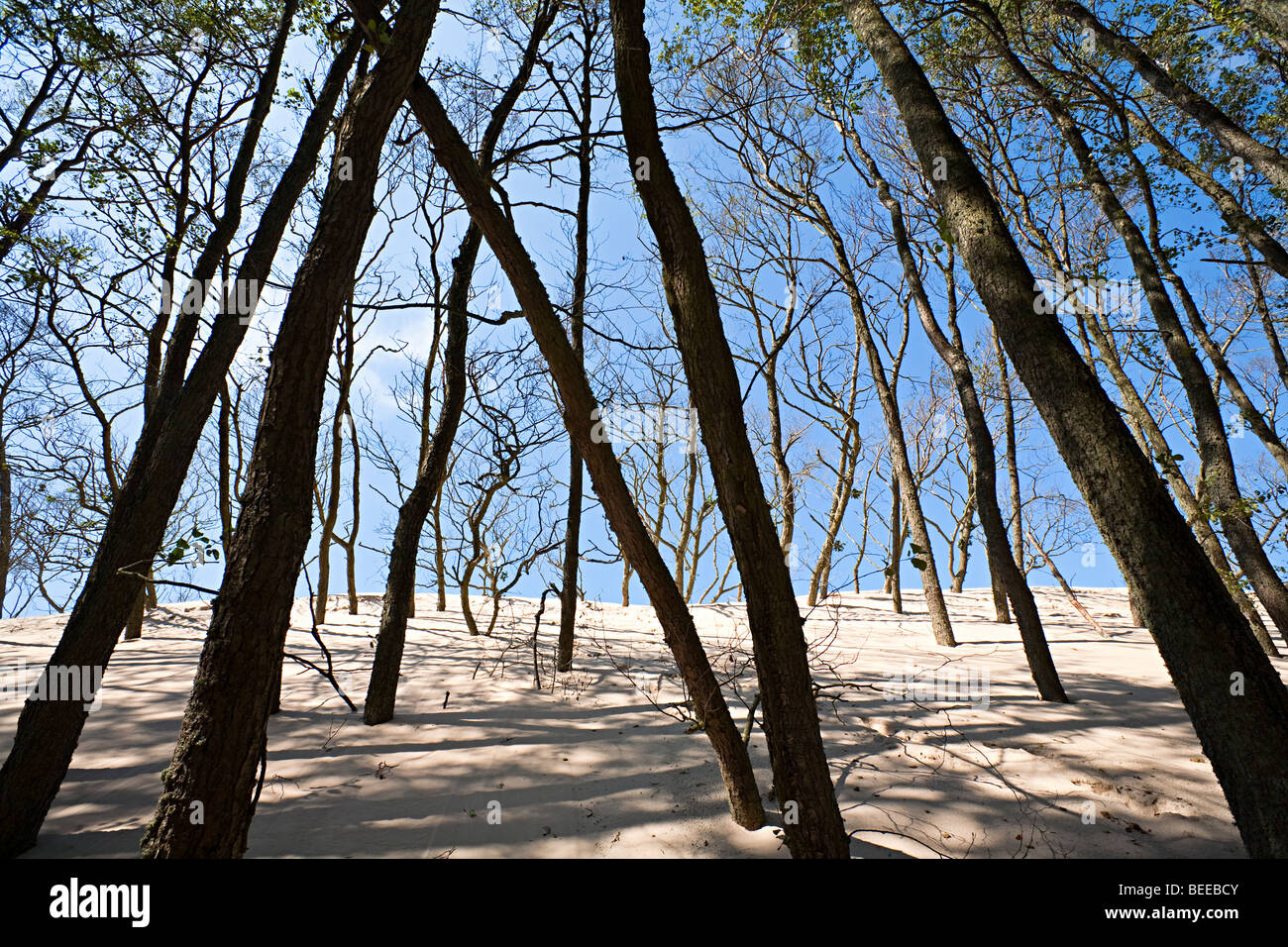 Lacka Gora dunes engulfing and killing forest trees Slowinski national ...