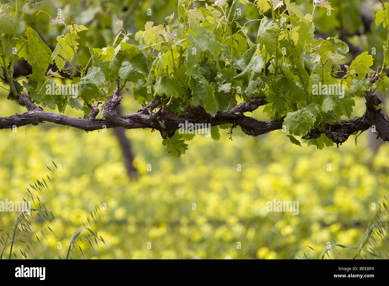 Vines growing on post and wire systems Stock Photo - Alamy