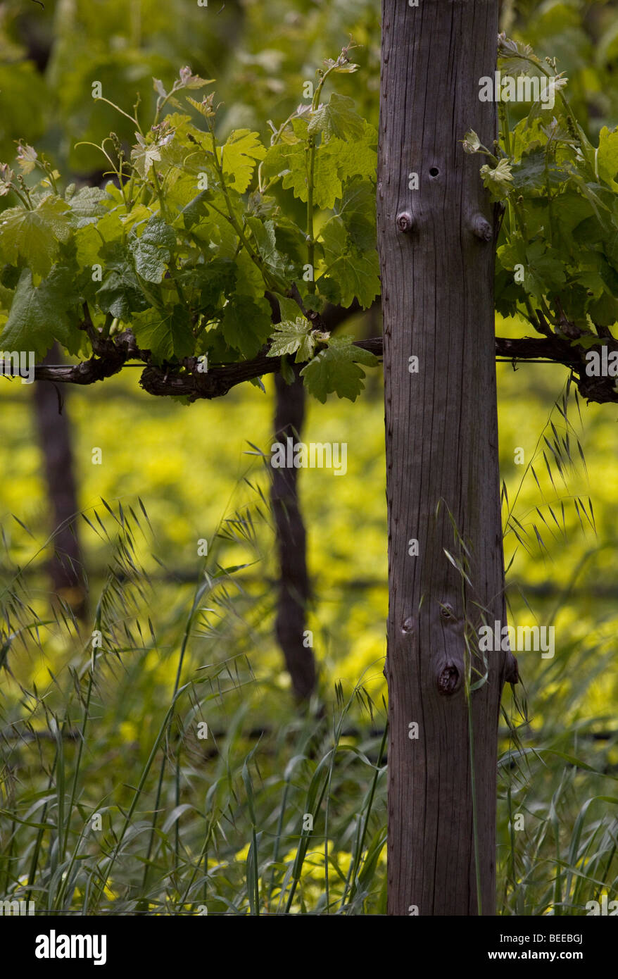 Vines growing on post and wire systems Stock Photo - Alamy